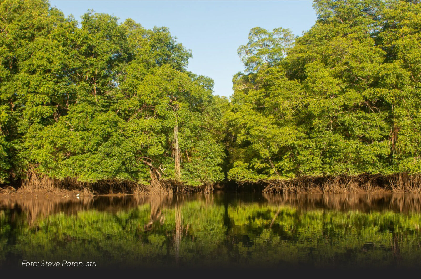 ¿Por qué son tan importantes los manglares? | Instituto de la ...